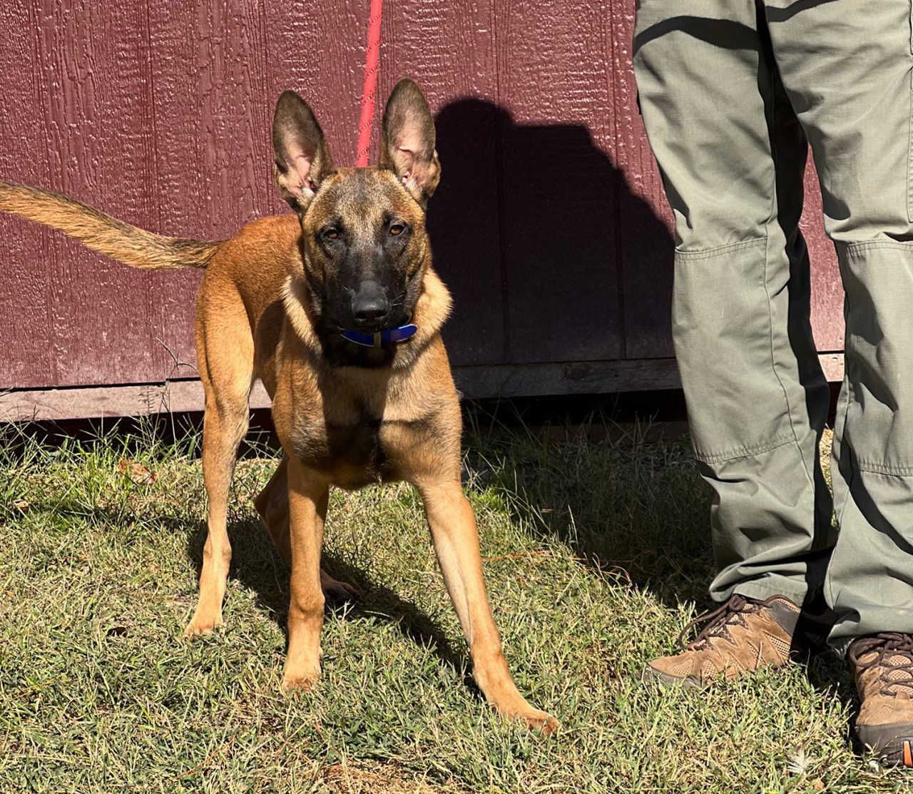 Available Dogs | Tactical K9